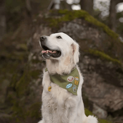 Shop Silicone Pet Tags | Besties Pets