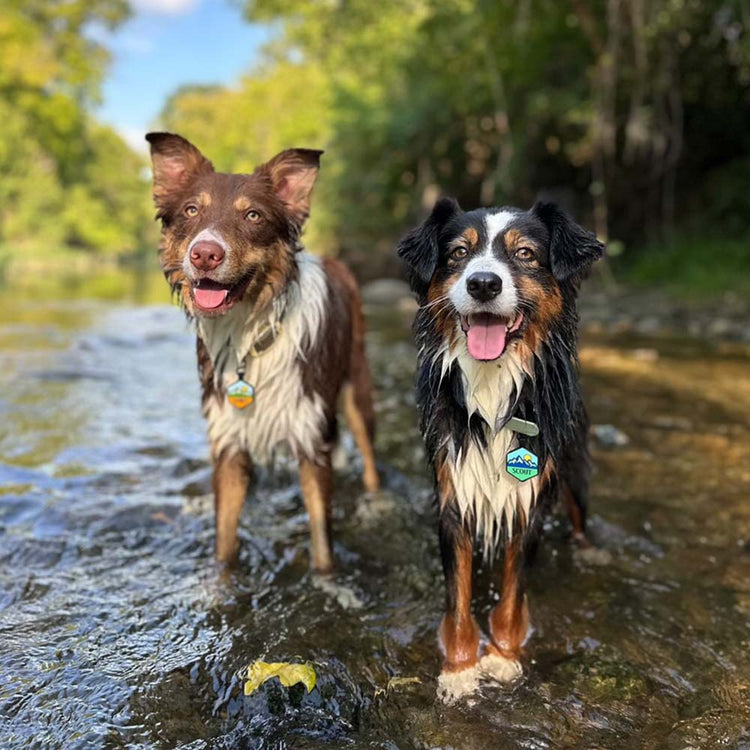 Shop All Pet Gear & ID Tags | Besties Pets