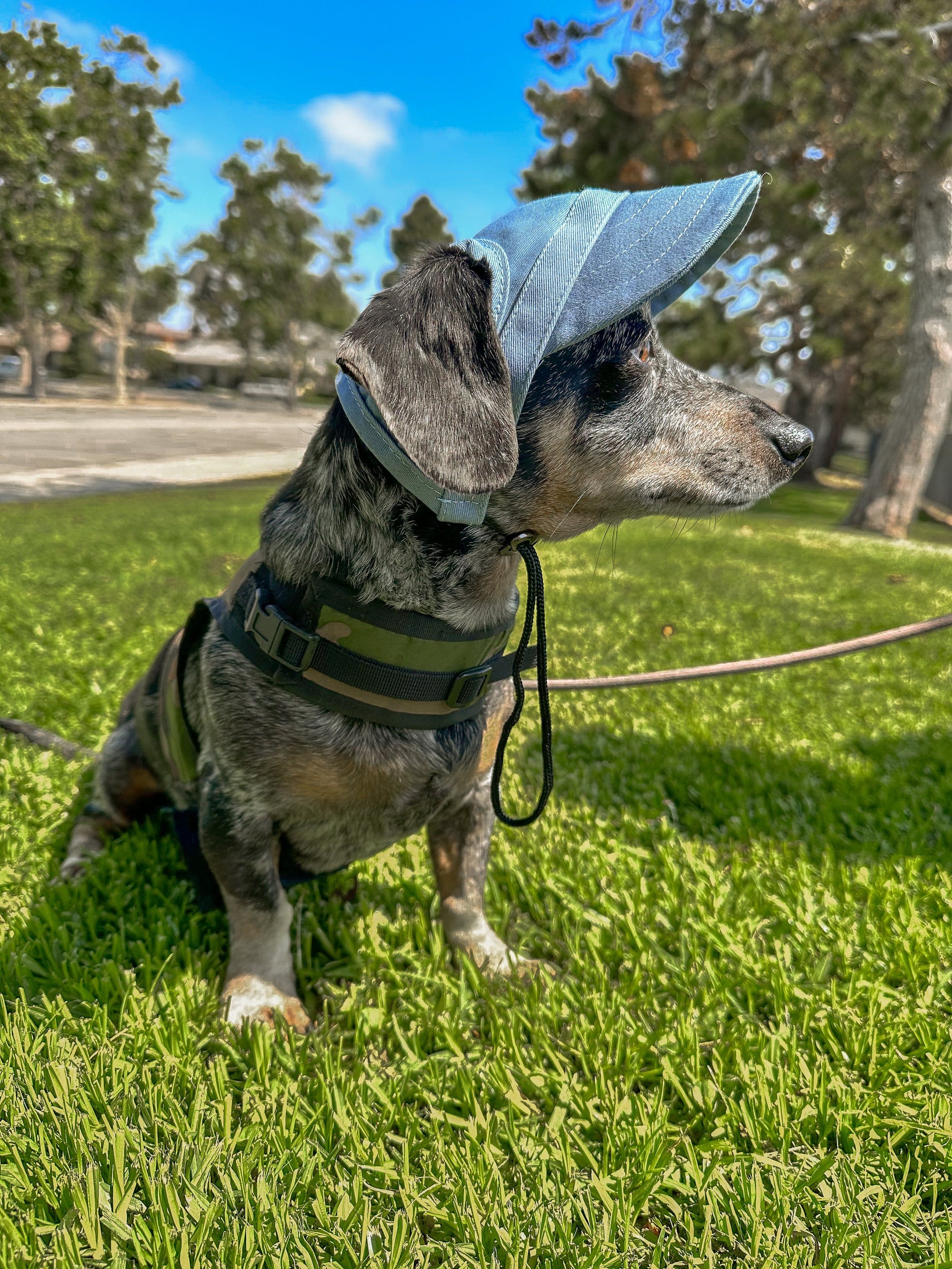 Shop Silicone Pet Tags | Besties Pets