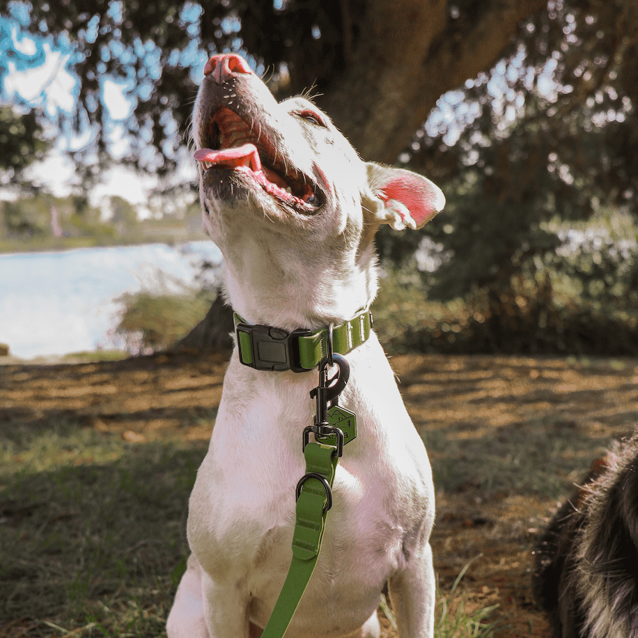 Shop Silicone Pet Tags | Besties Pets