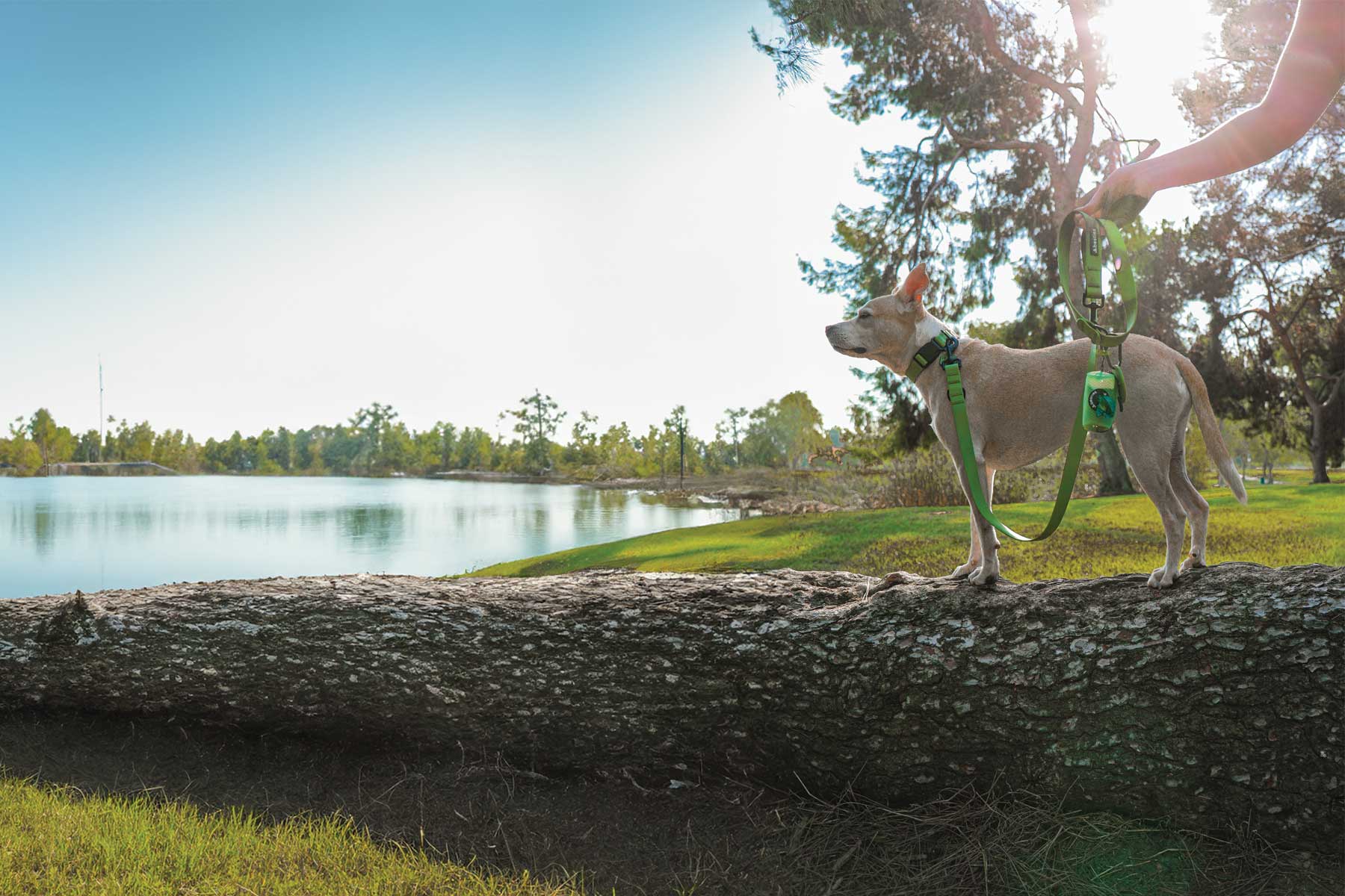 Shop Silicone Pet Tags | Besties Pets