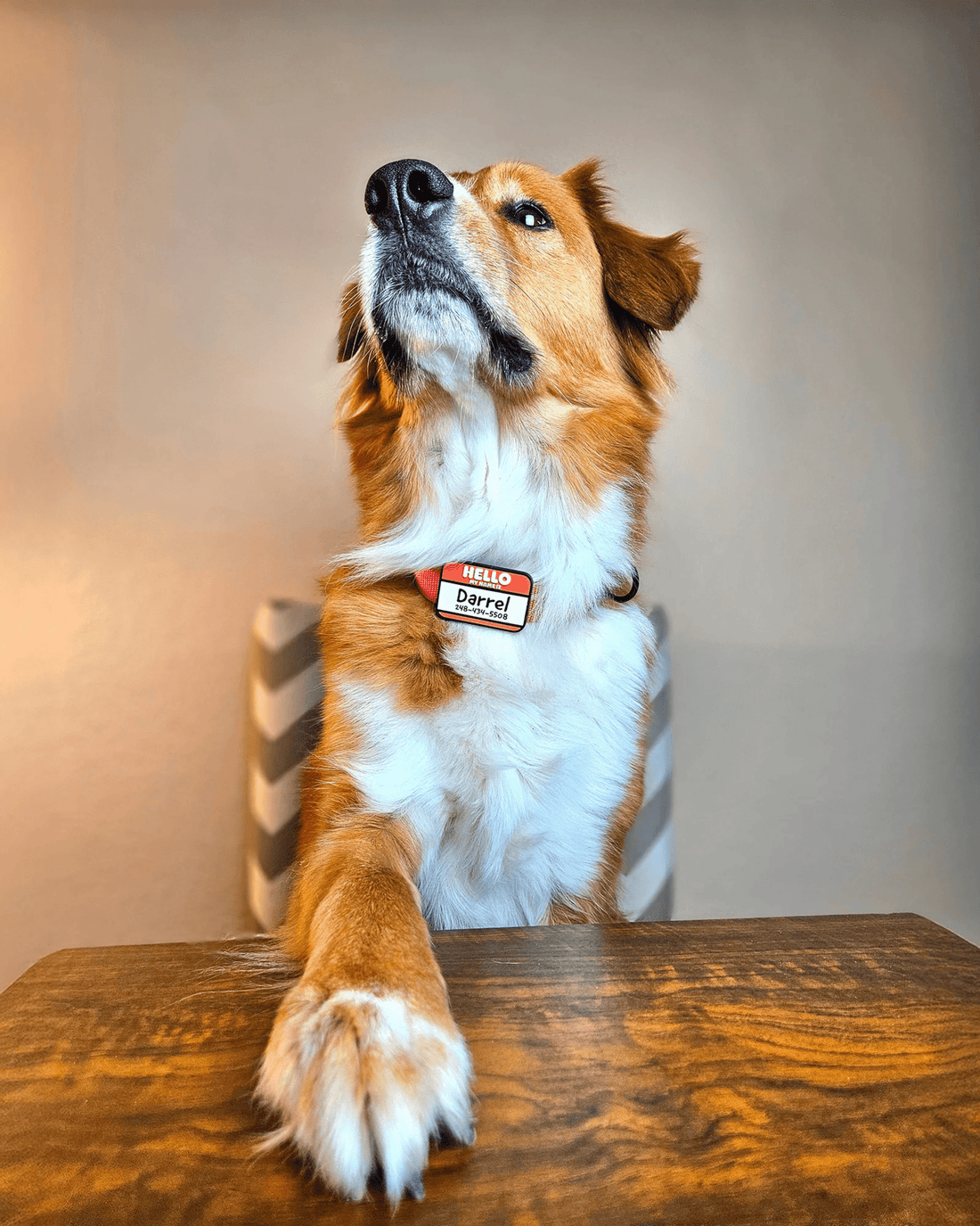 Shop Silicone Pet Tags | Besties Pets