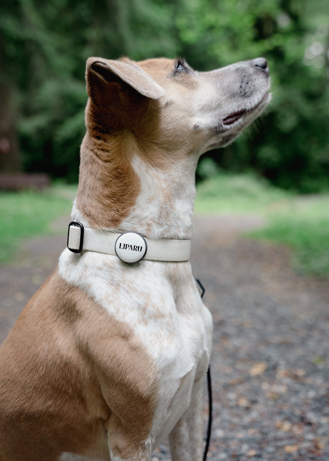 Shop Silicone Pet Tags | Besties Pets