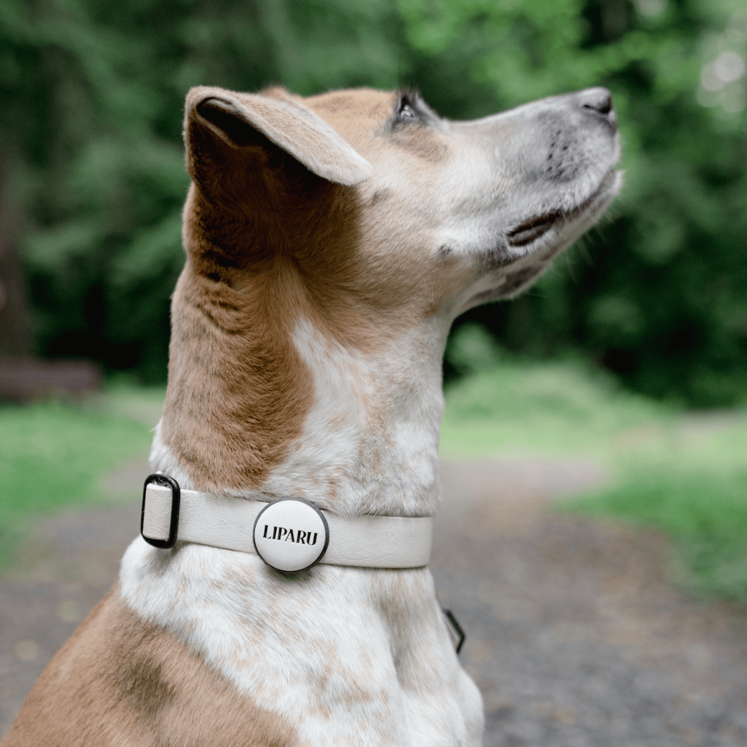 Slide-On Dog Tags | Jingle-Free Collar Tags by Besties